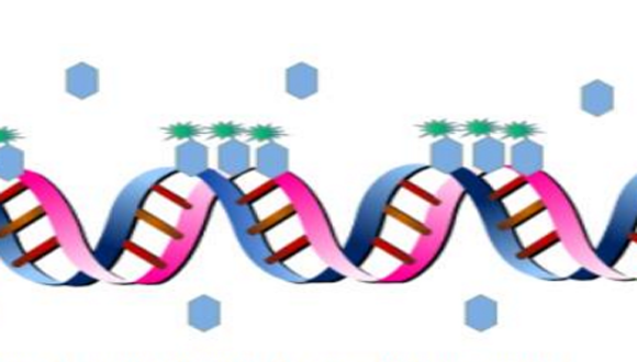 Instant ELISA kits - CLOUD-CLONE CORP.(CCC)
