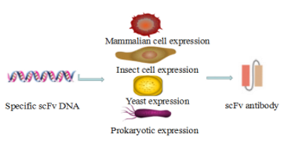 Instant ELISA kits - CLOUD-CLONE CORP.(CCC)